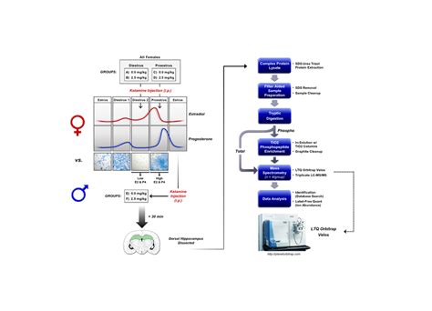 phosphoproteomics experimental design and sample preparation workflow