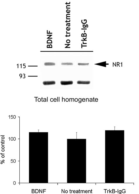 Postsynaptic Trkb Mediated Signaling Modulates Excitatory And