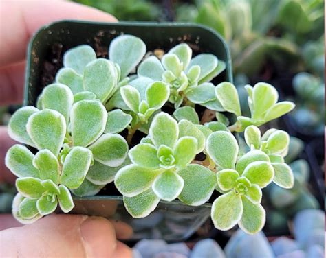 Variegated Sedum Makinoi Ogon Sedum Stonecrop Etsy