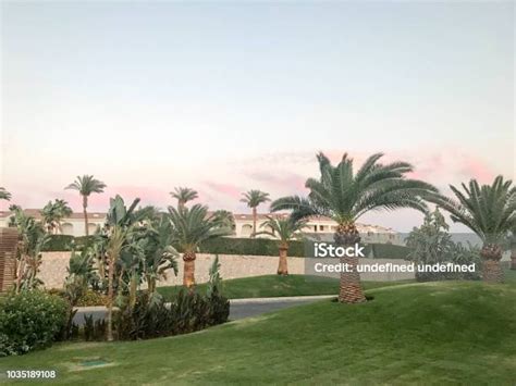 이국적인 낙원 나무 식물 열 대 남부 대형 야자수 대형 녹색 잎와 건조 한 건조 뜨거운 뜨거운 국가에서 강한 강한 줄기 버려진 일몰에 대 한 0명에 대한 스톡 사진 및 기타