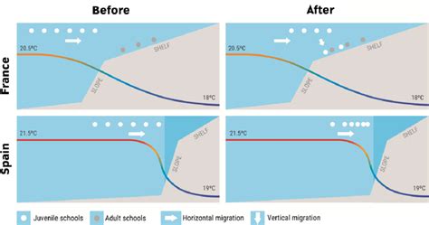 Synoptic Conceptual Diagram Of The Spatial Dynamics Of Juvenile Anchovy