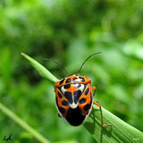 Indonesian Bugs And Others Stink Bug From Dago Pakar