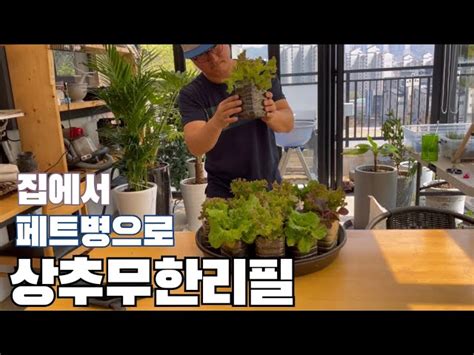 상추 쉽게 키우는 최고의 방법