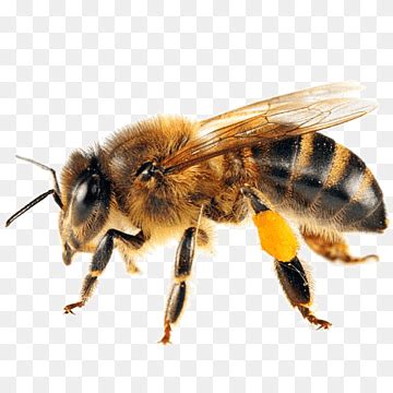 Abeja Png Imágenes Pngwing