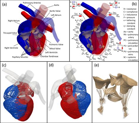 Figure 1 From Simulating Cardiac Fluid Dynamics In The Human Heart