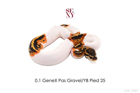 Sexy Ball Python Added A New Photo Sexy Ball Python