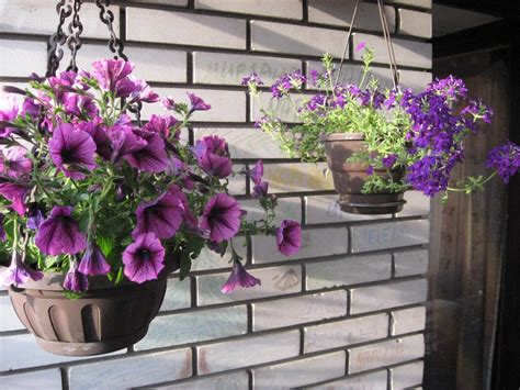 Otkrivamo Kako Nam Cveće Poboljšava Zdravlje Foto