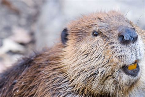 Beaver A Very Busy Beaver I Was Photographing This Morning Flickr