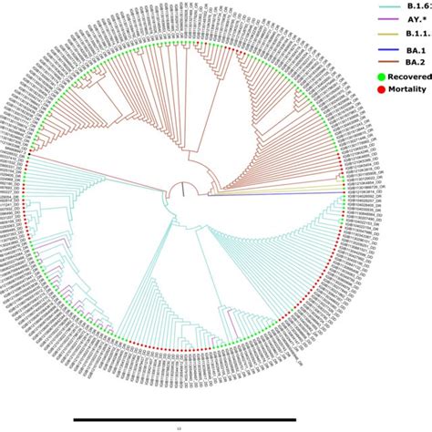 Phylogenetic Analysis Of 249 Sars Cov 2 Genome Sequences In Comparison Download Scientific