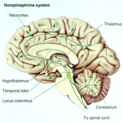 Locus Coeruleus Cross Section Frontiers Neuromodulation And A