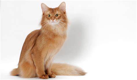Somali Cat Breed Size Appearance And Personality