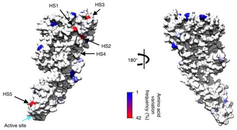 Modeled Consensus Amino Acid Sequence And Population Derived Download Scientific Diagram