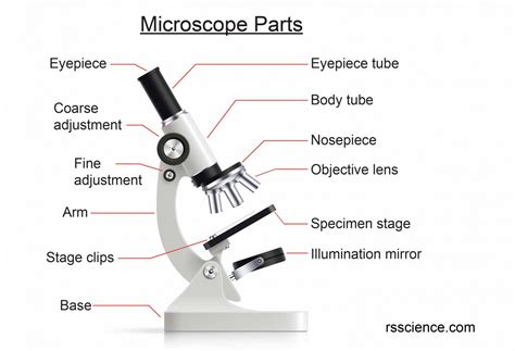 Different Parts And Functions Of Microscope At Kaitlyn Maund Blog Different Parts And Functions Of Microscope At Kaitlyn Maund Blog