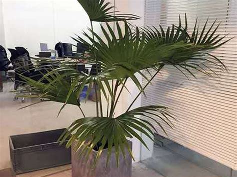 绿植租摆花卉临时租赁园林绿化设计养护绿植花卉销售批发节日鲜花开业花篮绿植墙 绿植租摆花卉临时租赁园林绿化设计养护绿植花卉销售