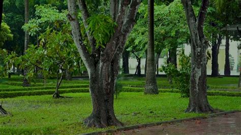 5분만에 잠들 수 있는 편안한 비 공원에는 하루 종일 비와 천둥번개가 칩니다 Youtube