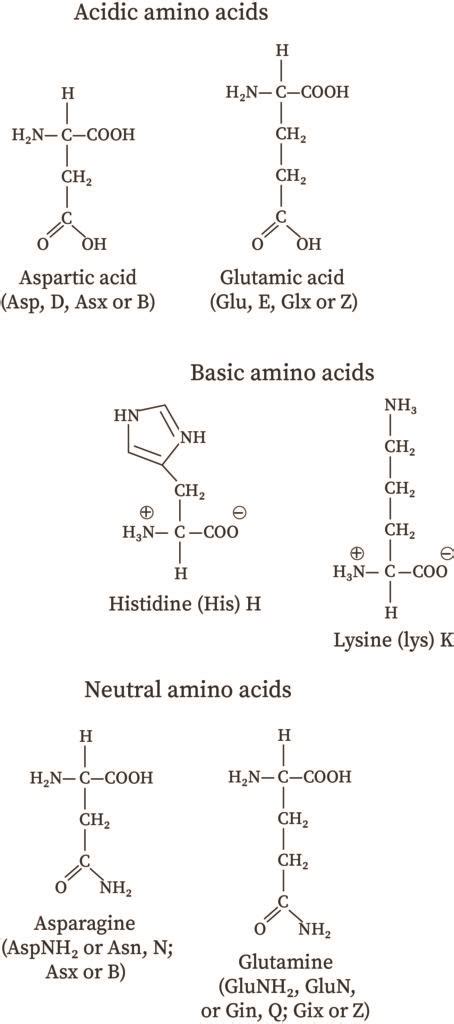 Neutral Amino Acids Bartleby