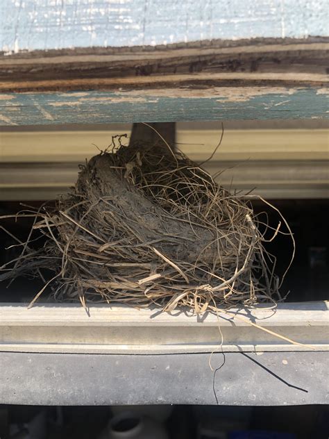 Vacate Bird Nest Identification R Ornithology