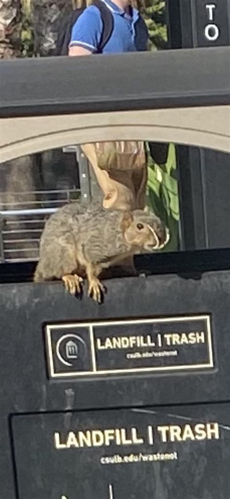 Heres A Number To Help The Squirrel Thats Going To Die If Its Not