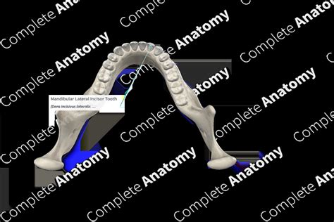 Mandibular Lateral Incisor Tooth Complete Anatomy