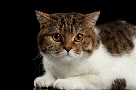 特写肖像苏格兰猫脸孤立的黑色背景在侧面图片 包图网企业站