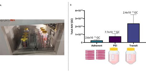 Production Of High Yield Adeno Associated Vector Batches Using Hek293