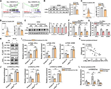 Lipid Accumulation Mediated Histone Hypoacetylation Drives Persistent