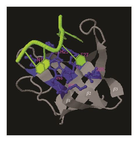 Functional Site Prediction Of Dm Csp1 Coach Output Identifying Download Scientific Diagram