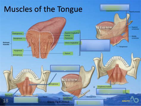 Diagram Of 11 Muscles Of The Tongue Quizlet