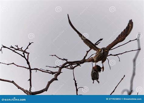 American Kestrel Hunting Rat Stock Image Image Of Finch Meal 271923855
