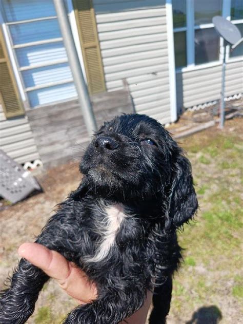 Field Bred Akc English Cocker Spaniels