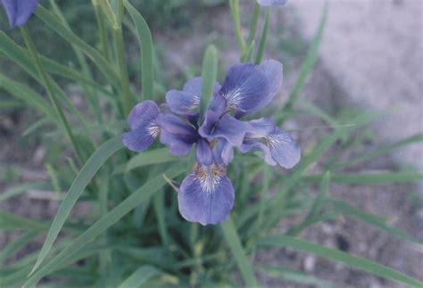 Iris By Phoebe01 On Deviantart