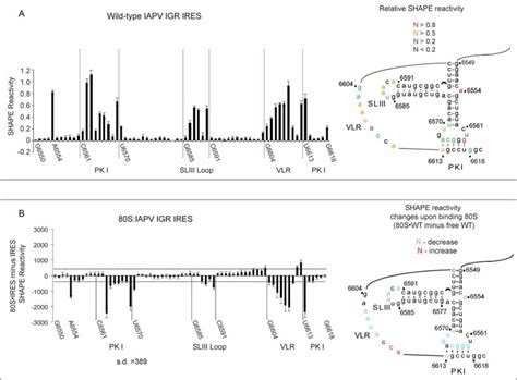 Selective 2′ Hydroxyl Acylation Analyzed By Primer Extension Shape Of Download Scientific
