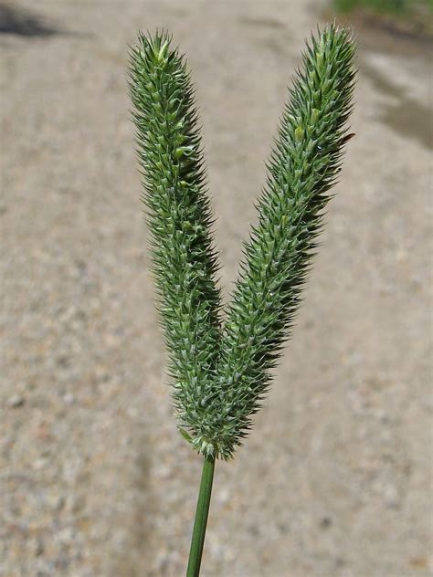 Phleum pratense - Изображение особи - Плантариум