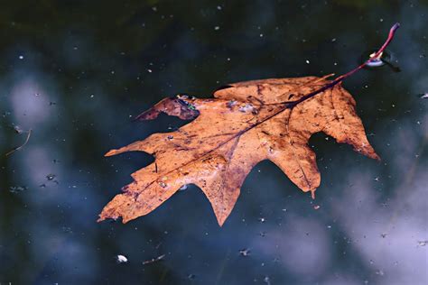 Leaf Vein Pattern Free Photo On Pixabay