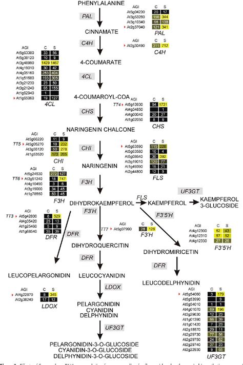 Phosphoglucomutase Semantic Scholar