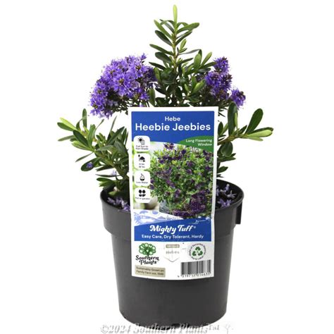 Hebe Heebie Jeebies 140mm Southern Plants