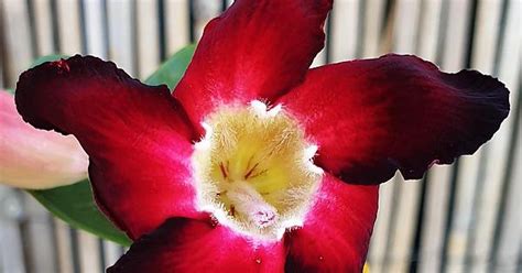 Desert Roses Passion Album On Imgur