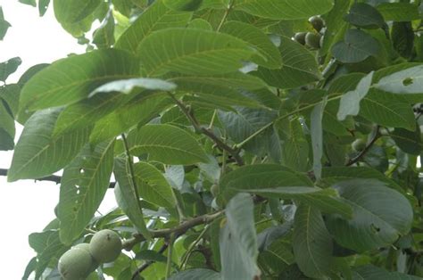 核桃，大家都吃過，可你見過還長在樹上的核桃是什麼樣子麼 每日頭條