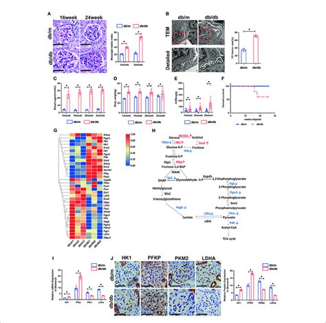 renal phenotype alteration of db db mice and profiling of genes
