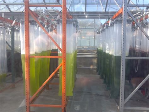 Production Of Recombinant Proteins In Microalgae At Pilot Greenhouse