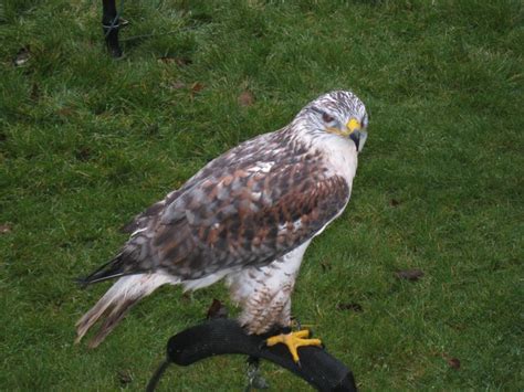 Birds Of Prey At The Moors Centre © Philip Barker Geograph Britain