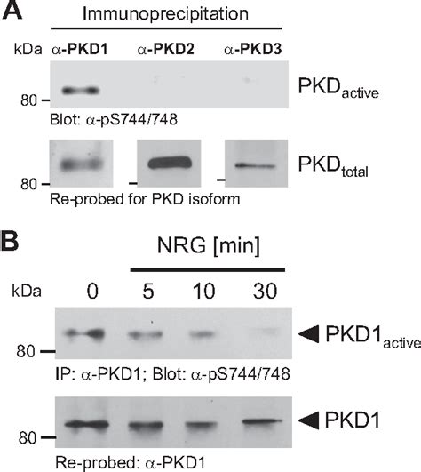 Figure 1 From Neuregulin Mediates F Actin Driven Cell Migration Through