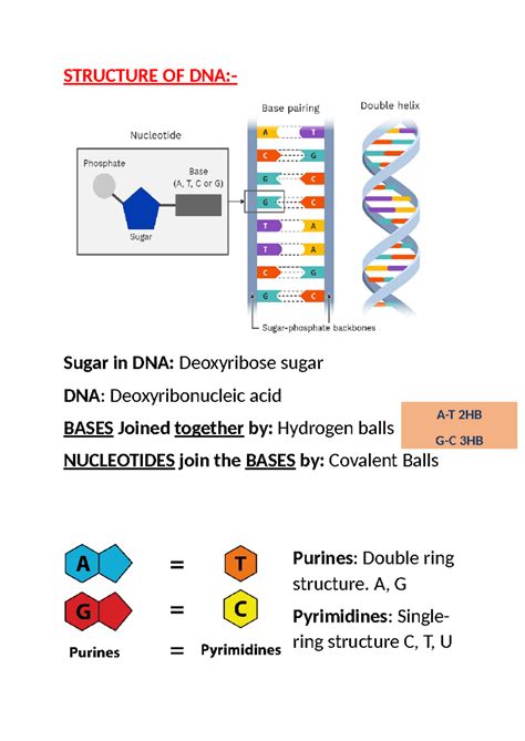 Revision Sheeet For Formative Assessment Structure Of Dna Sugar In