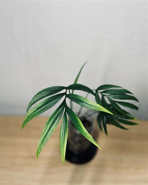 7 домашних растений которые будут в тренде в 2024 вы должны их завести