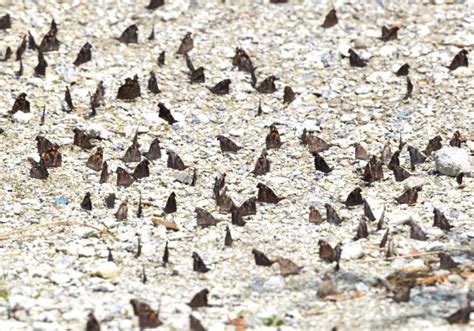 群れるテングチョウ