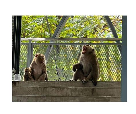 ក្រសួងកសិកម្ម បំភ្លឺព័ត៌មាន ជុំវិញការឃាត់ខ្លួនប្រធាននាយកដ្ឋានសត្វព្រៃ