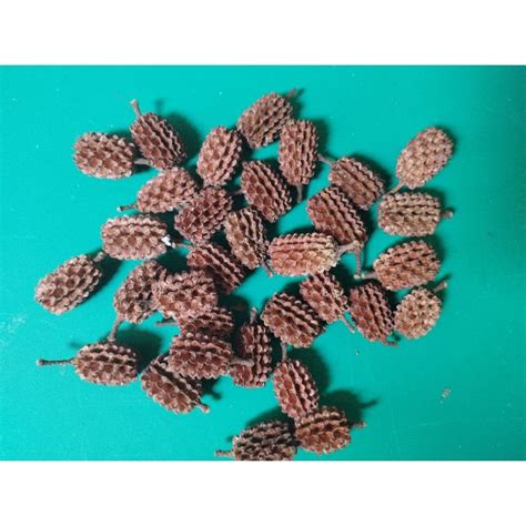 Jual Biji Pinus Mini Biji Durian Mini Biji Kering Shopee Indonesia