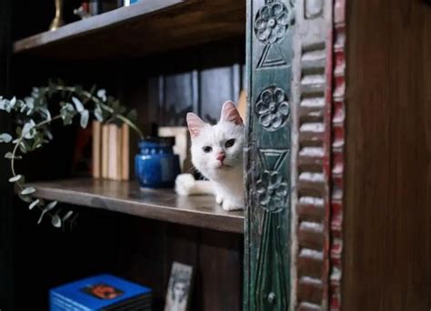 New Cat Hiding And Not Eating Explained