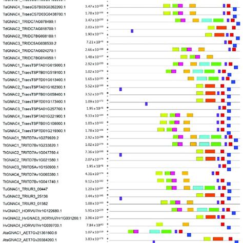 Identification Of Conserved Motifs In The Promoter 2000 Bp Upstream Of Download Scientific