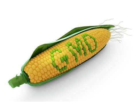 Genetically Modified Corn 1 By Science Photo Library